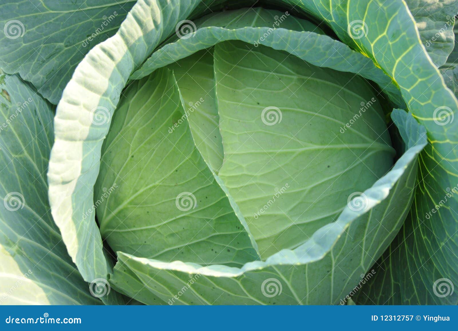 Cabbage stock image. Image of macro, food, cabbage, health - 12312757