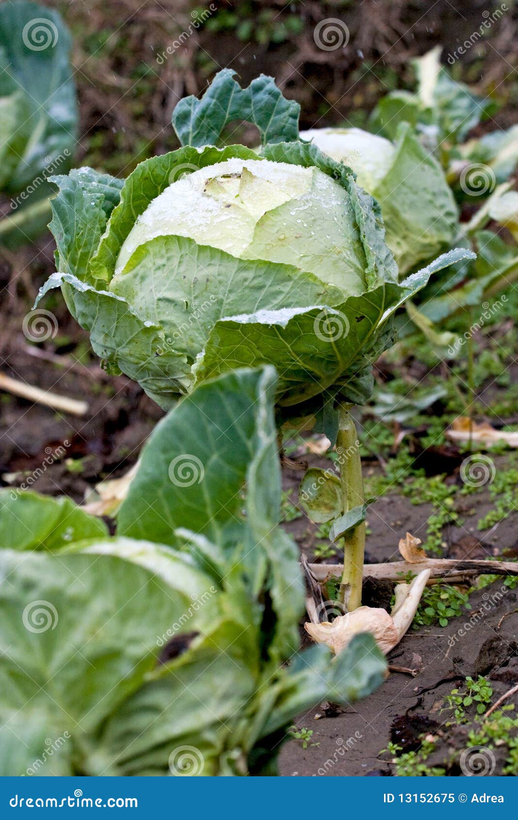 Cabbage covered with snow stock image. Image of health - 13152675