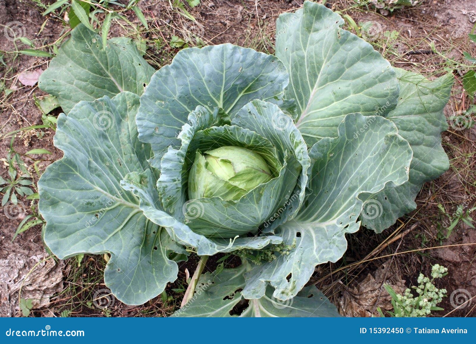 Cabbage stock photo. Image of salad, cole, juicy, juice - 15392450