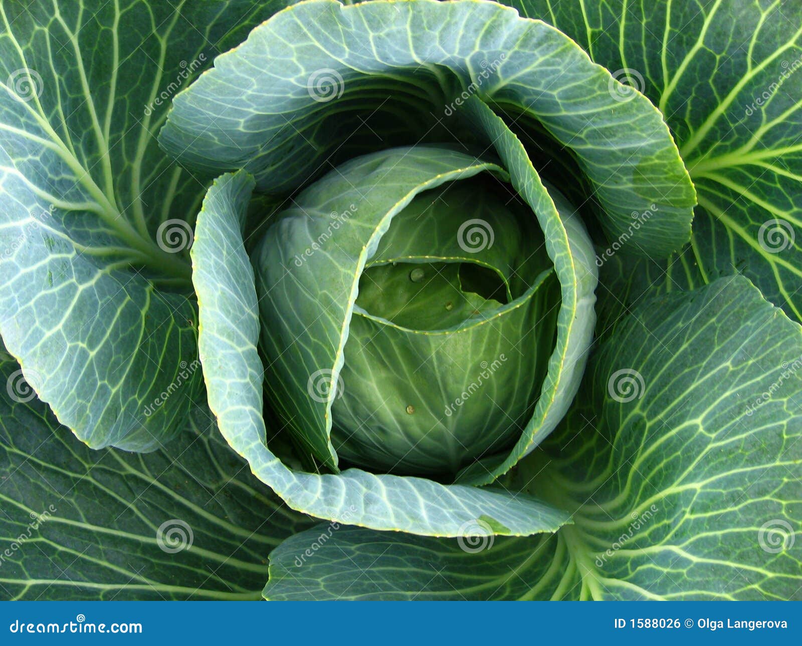 Cabbage stock photo. Image of garden, agriculture, nutrition - 1588026