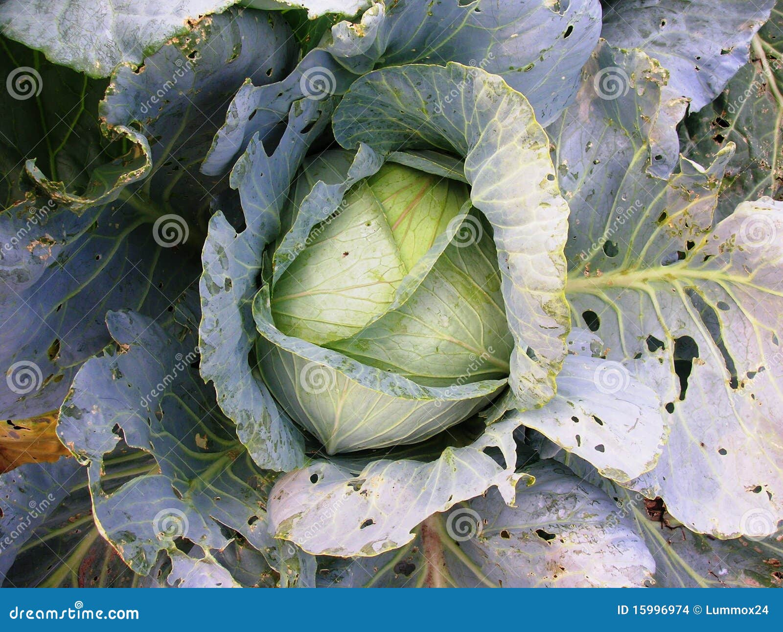 Cabbage stock photo. Image of life, vegetable, photograph - 15996974
