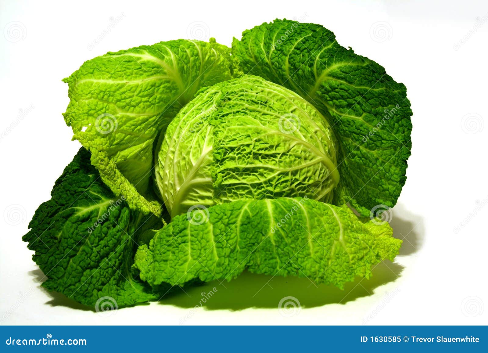 Cabbage stock image. Image of agricultural, botany, diet - 1630585