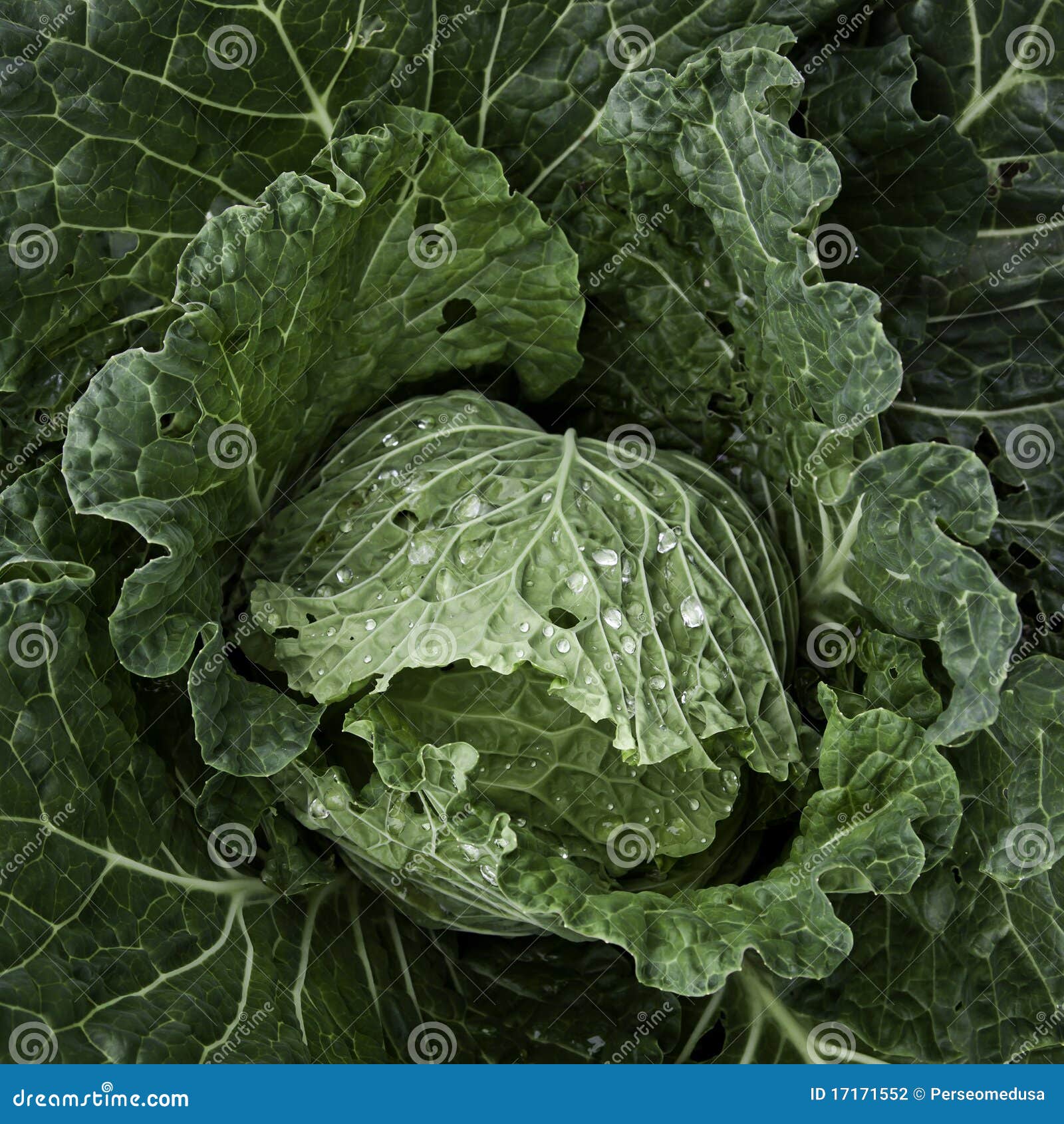 Cabbage stock photo. Image of garden, diet, vegetarian - 17171552