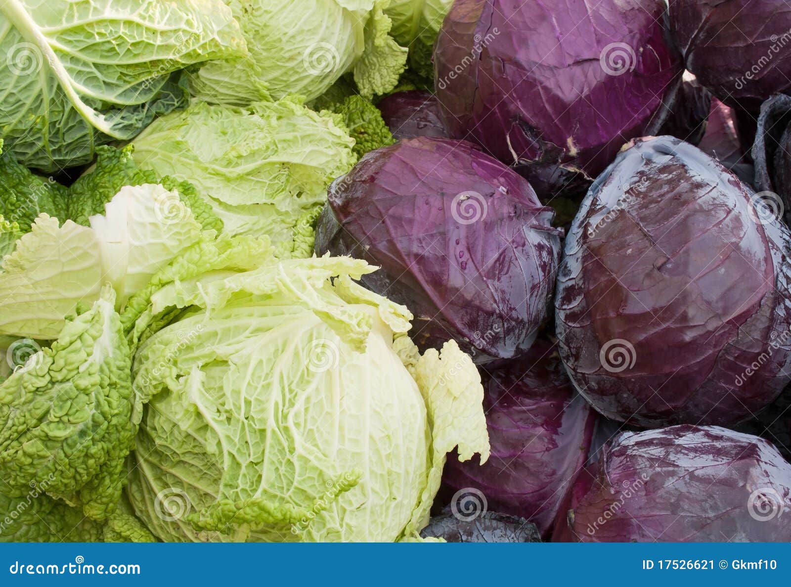Cabbage stock image. Image of food, white, freshness - 17526621
