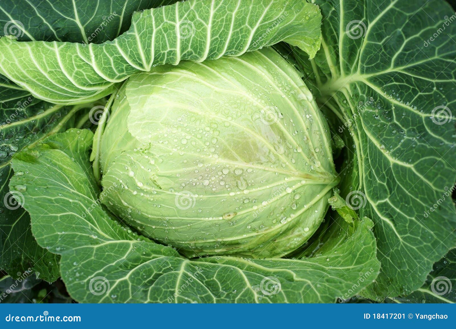 Cabbage stock image. Image of nerve, matured, agricultural - 18417201