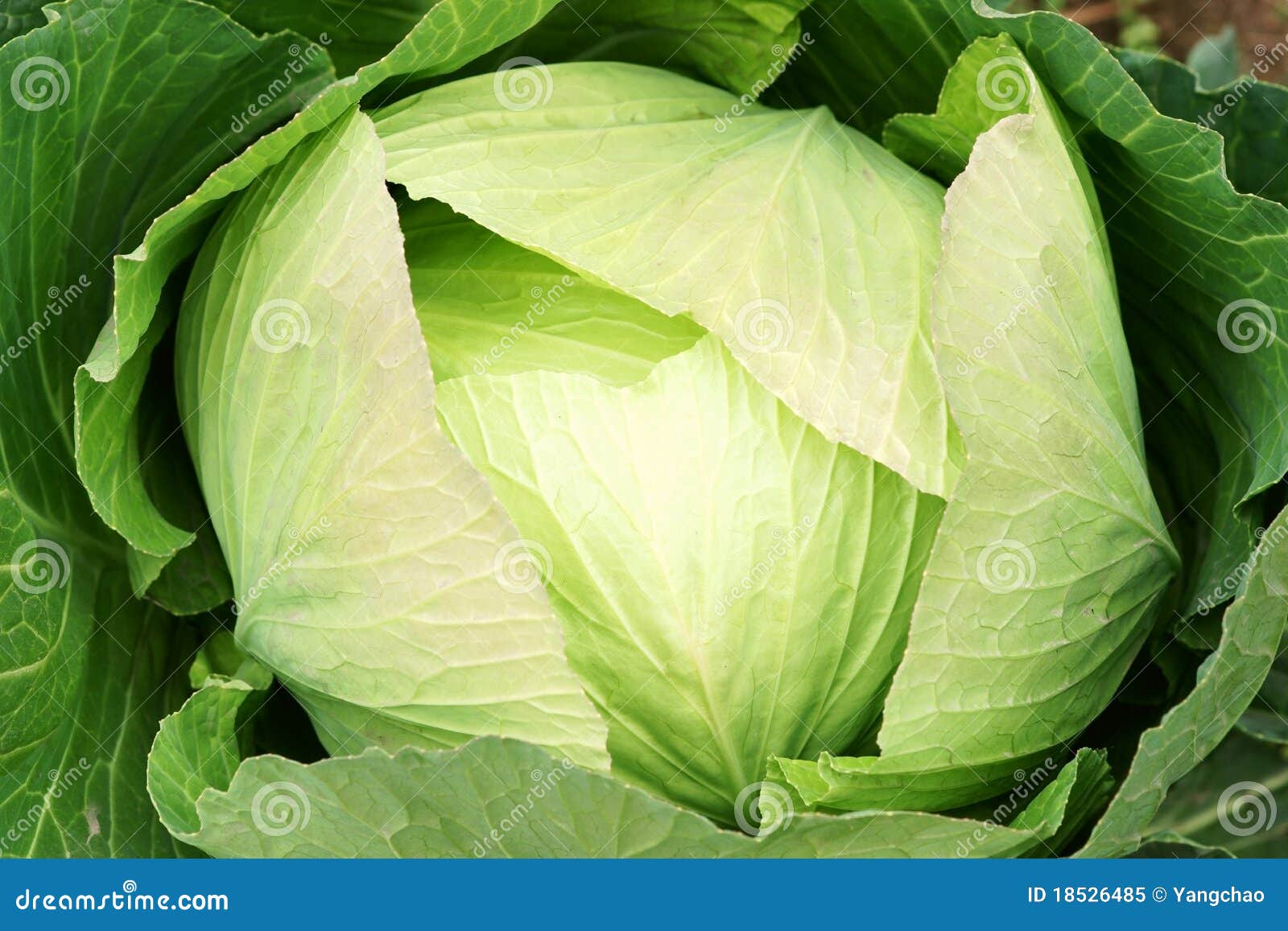 Cabbage stock image. Image of leaf, ingredients, vein - 18526485