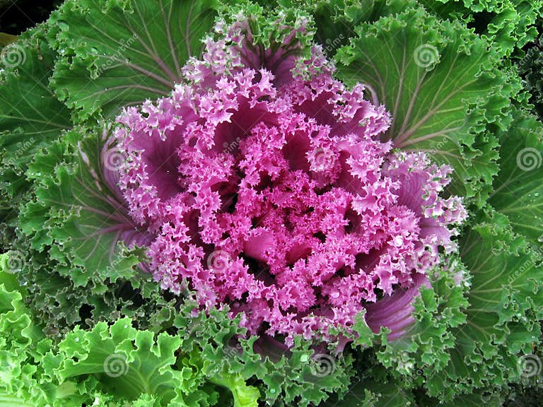 Cabbage stock photo. Image of cabbgae, green, healthy - 1859728