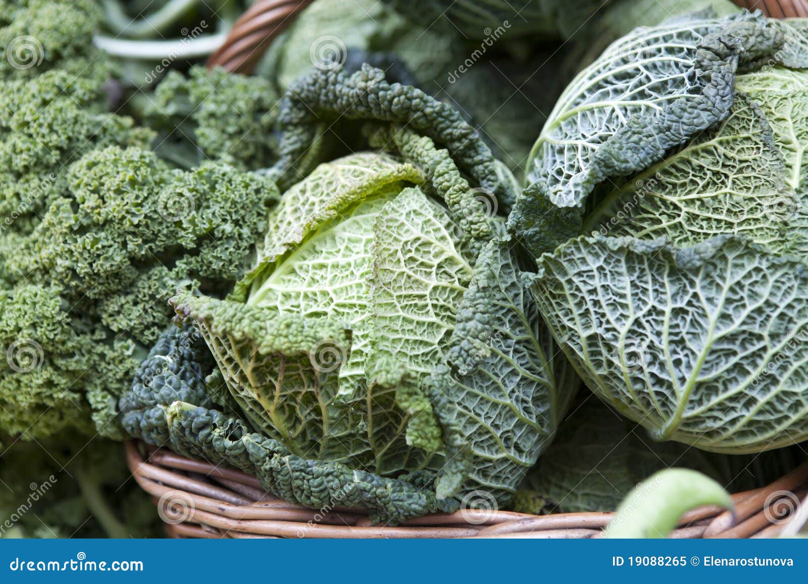 Cabbage stock image. Image of cultivate, holding, growing - 19088265