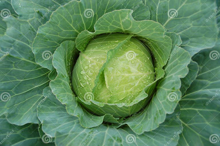 Cabbage stock photo. Image of organic, healthy, cabbage - 2010282