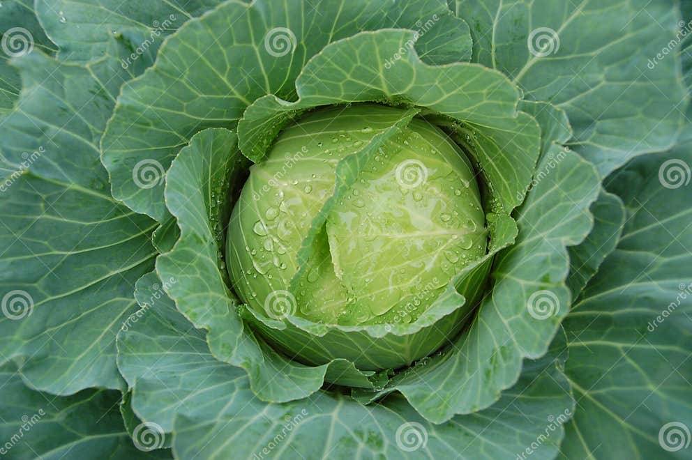 Cabbage stock photo. Image of organic, healthy, cabbage - 2010282