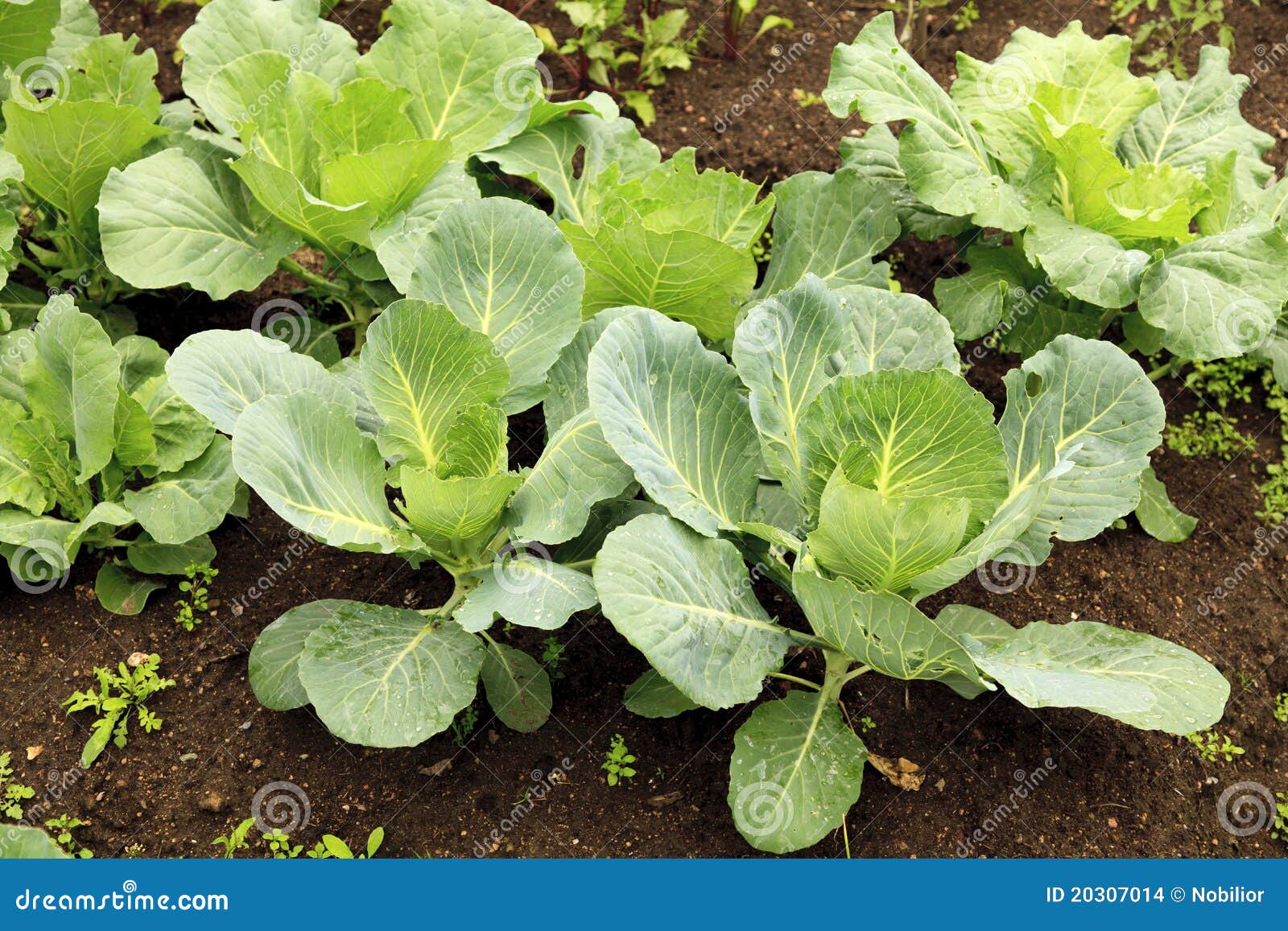 Cabbage stock photo. Image of beautiful, fresh, healthy - 20307014