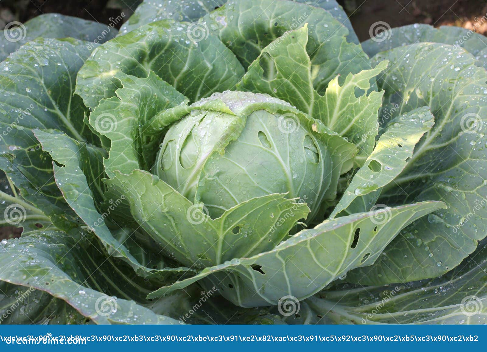 Cabbage stock photo. Image of foliage, diet, growing - 20695934