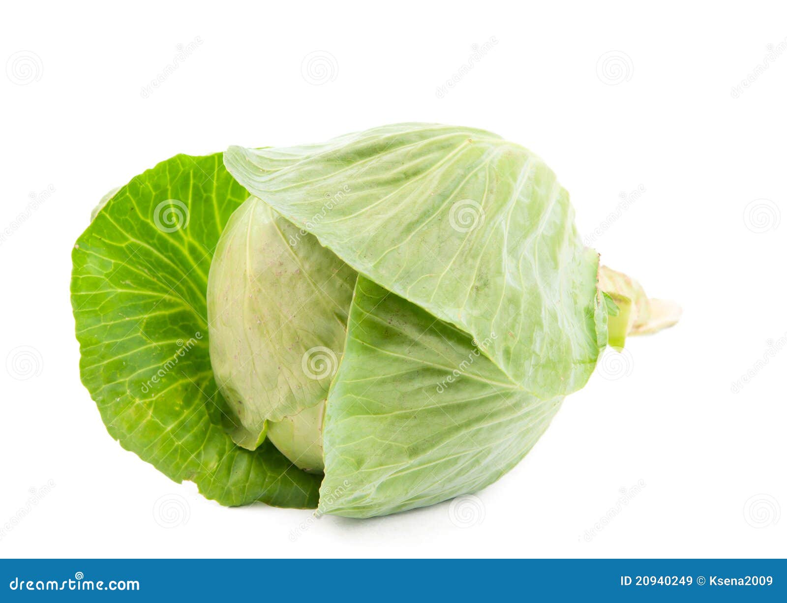 Cabbage stock image. Image of appetite, healthy, isolated - 20940249