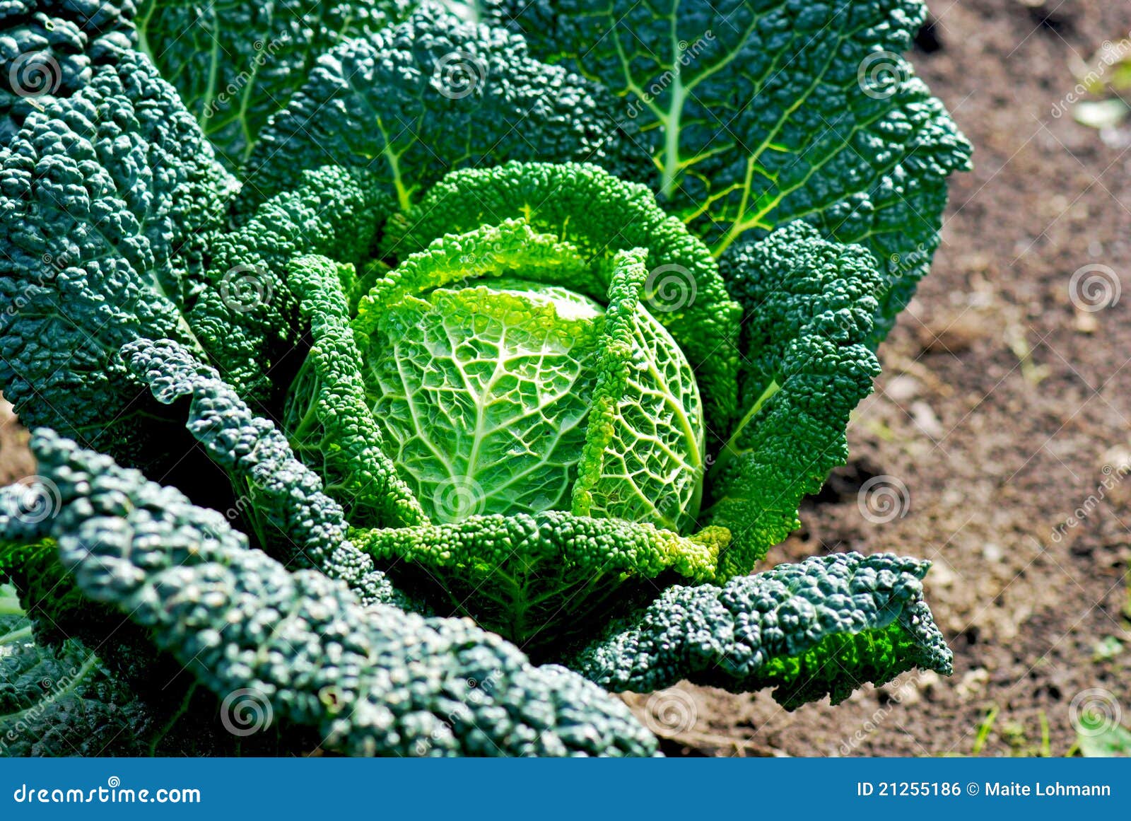 Cabbage stock photo. Image of cabbage, healthy, plants - 21255186