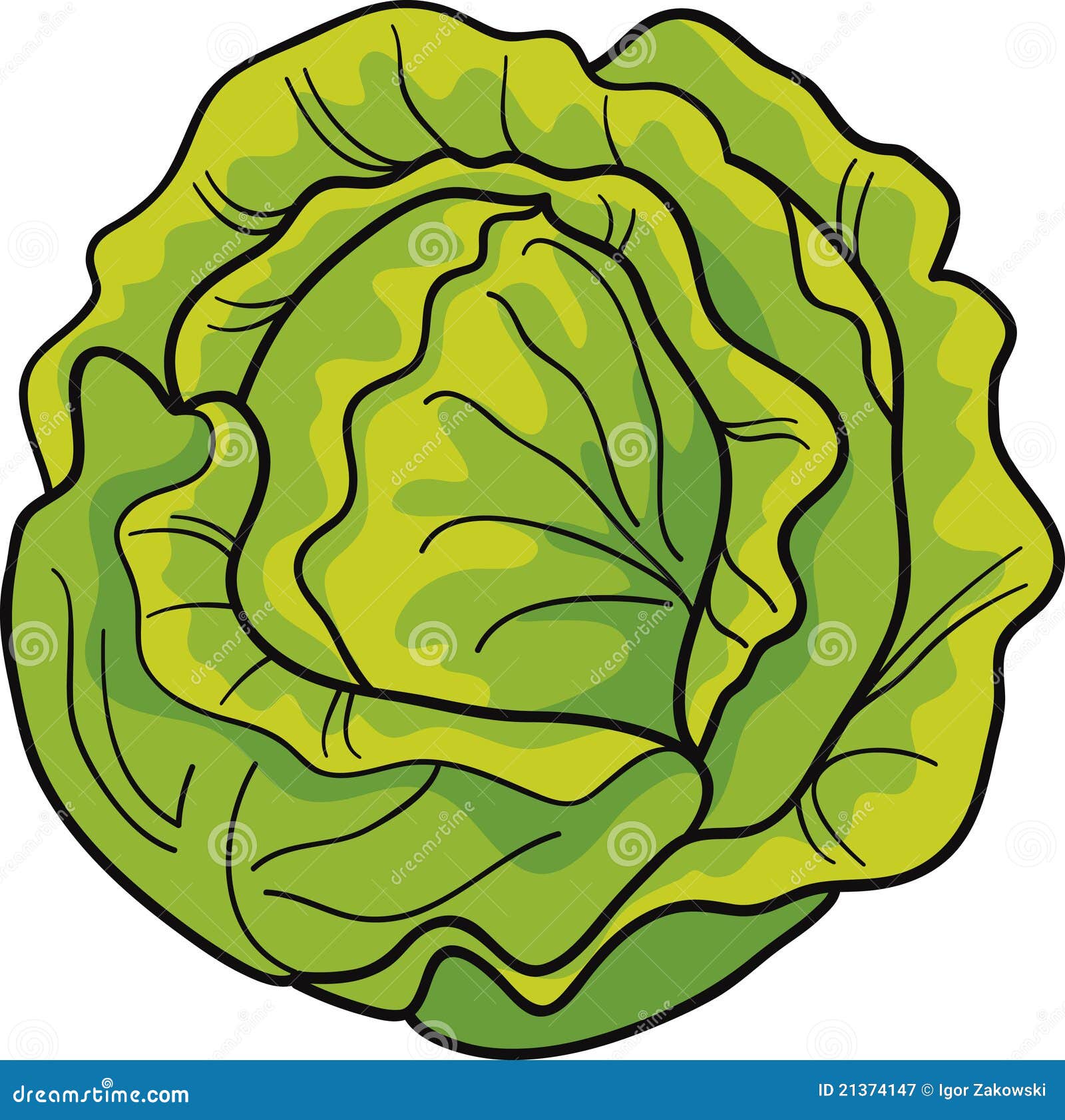 Cabbage Cartoon Vector | CartoonDealer.com #3431293