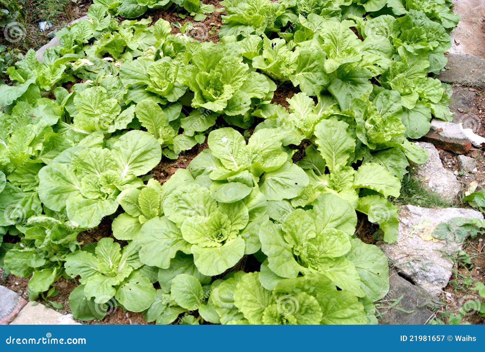 Cabbage stock image. Image of fresh, agriculture, products - 21981657