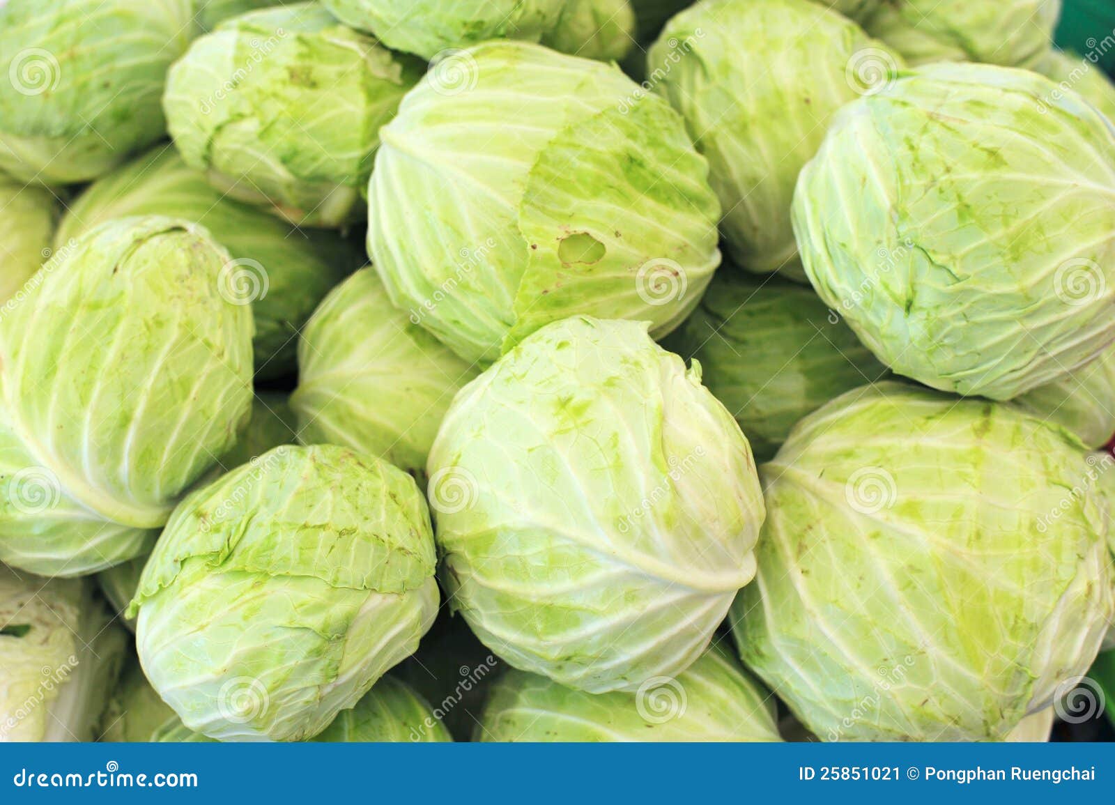 Cabbage stock image. Image of stack, vegetable, heap - 25851021