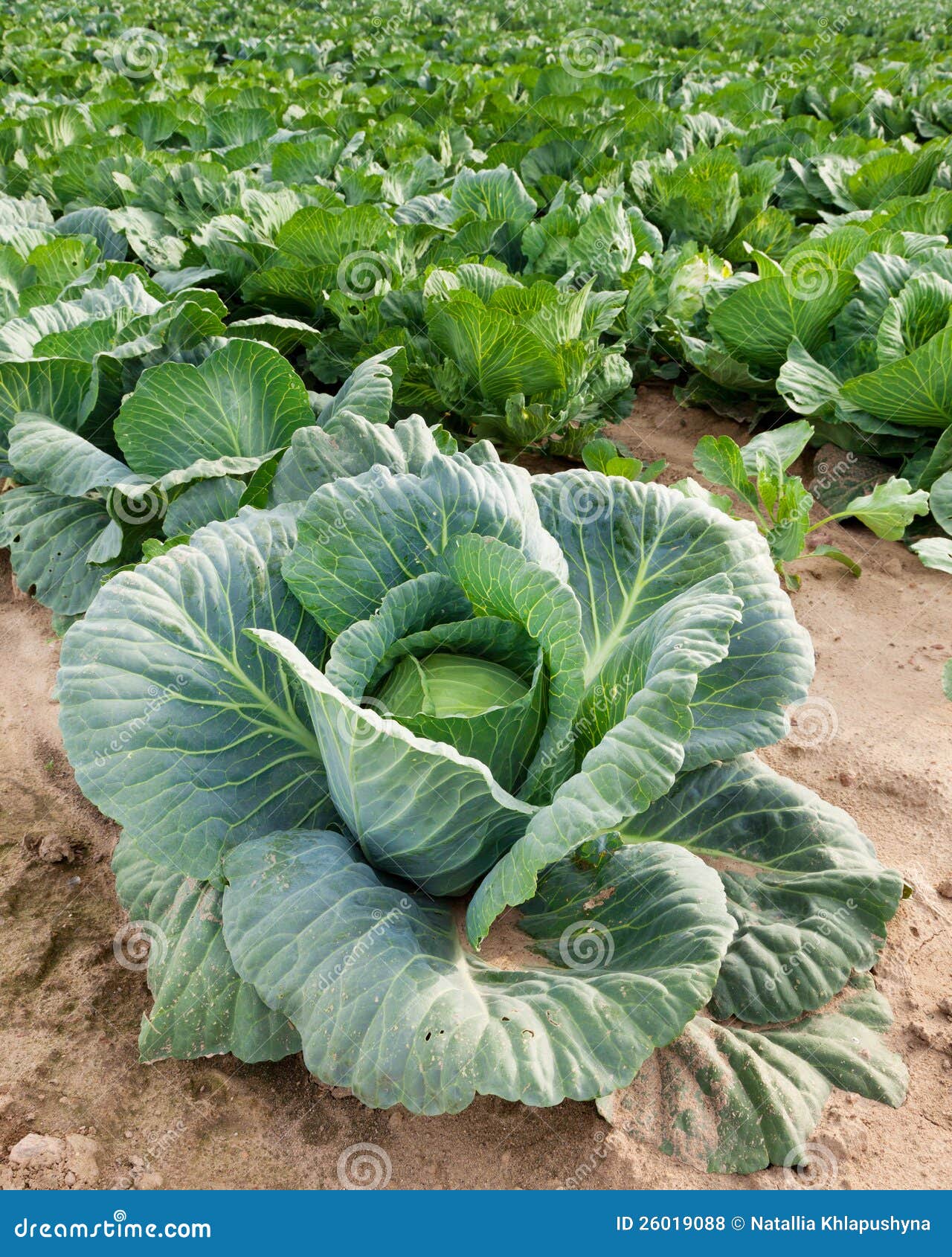 Cabbage stock photo. Image of growing, grow, landscape - 26019088