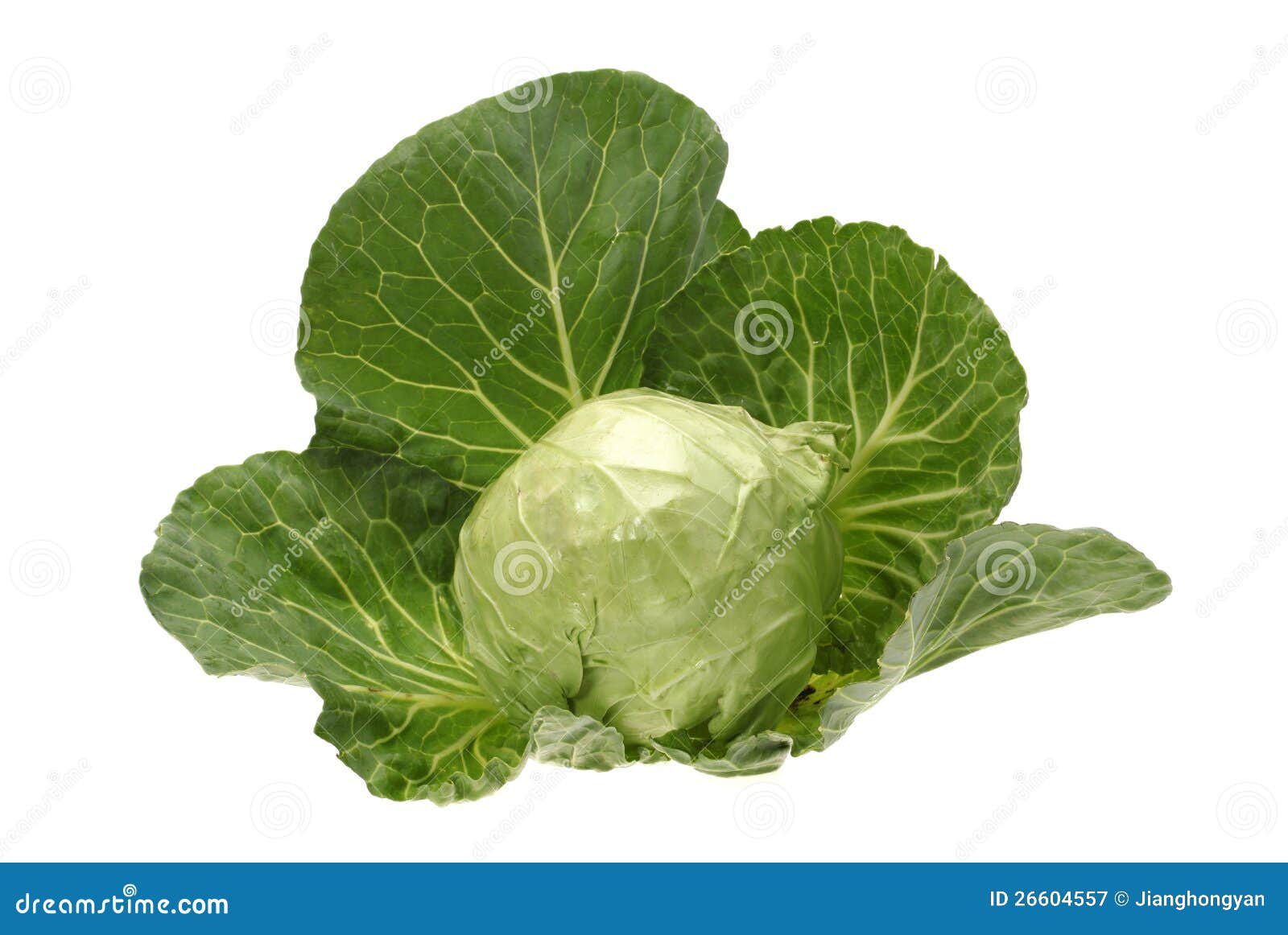 Cabbage stock image. Image of dieting, harvest, healthy - 26604557