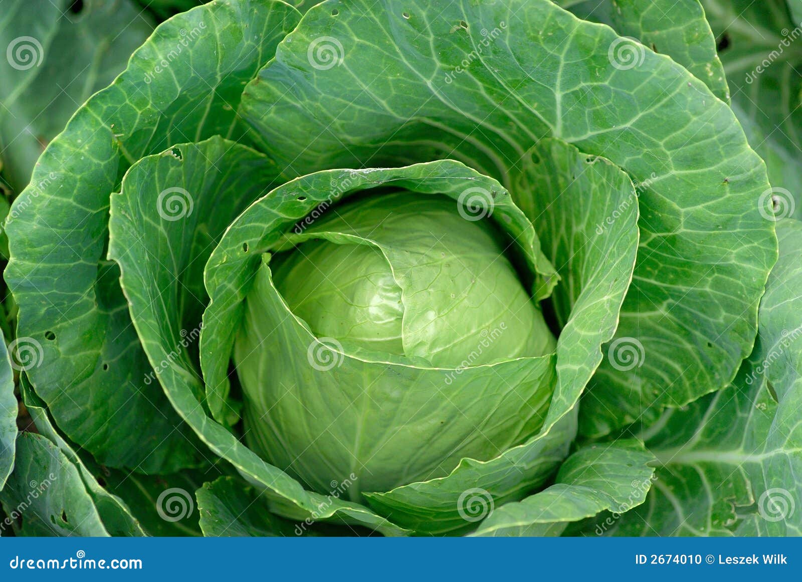 Cabbage stock photo. Image of cabbage, poland, farm, green - 2674010