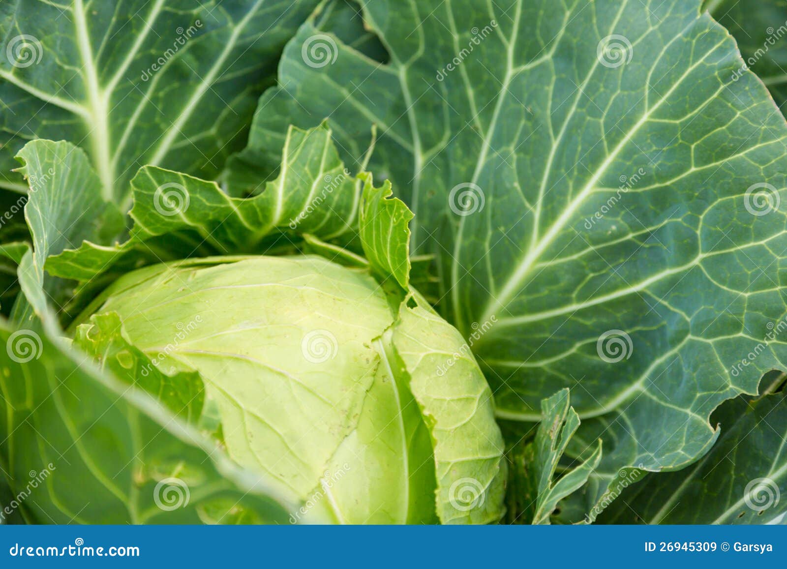Cabbage stock image. Image of harvest, frame, leaf, freshness - 26945309