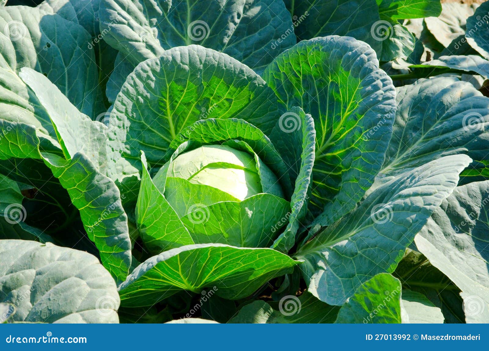 Cabbage stock photo. Image of grow, green, edible, brassica - 27013992