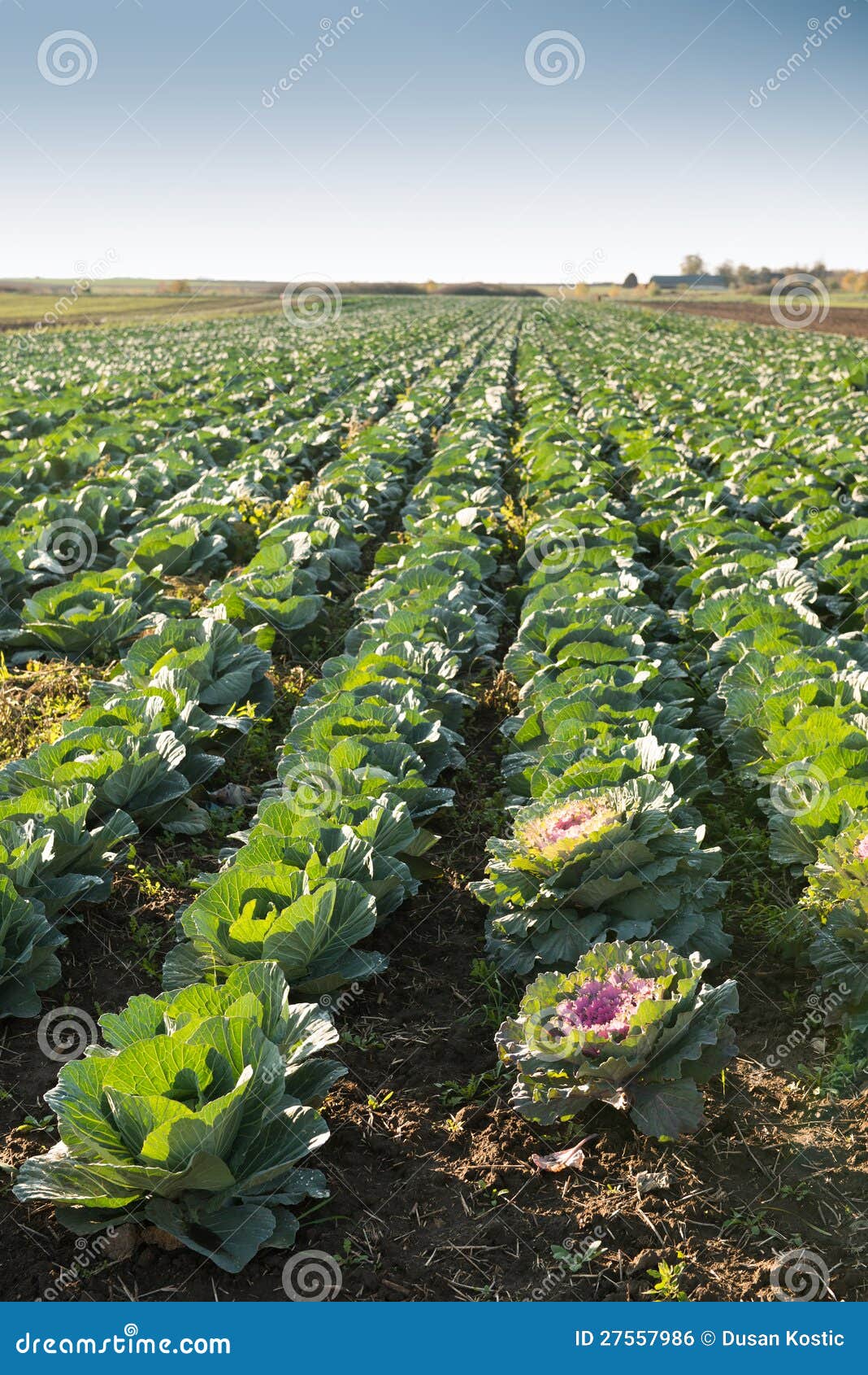 Cabbage stock photo. Image of green, meadow, horizon - 27557986