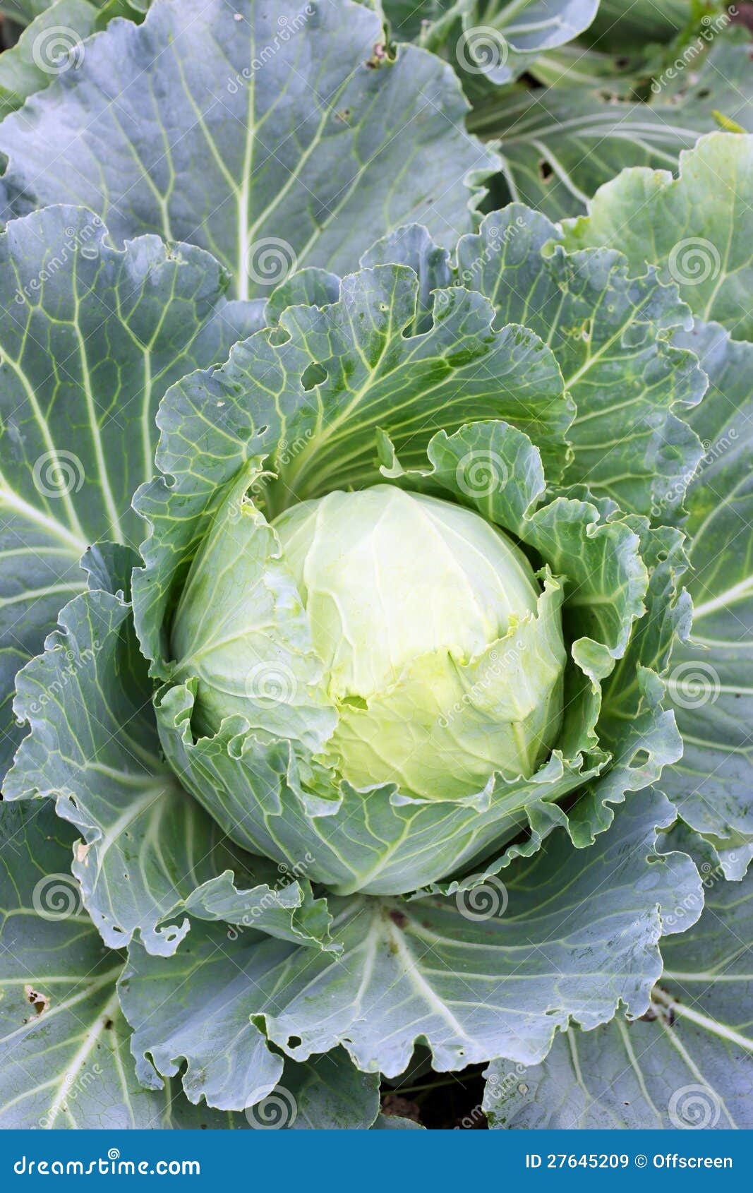 Cabbage stock image. Image of cabbage, foliage, lush - 27645209
