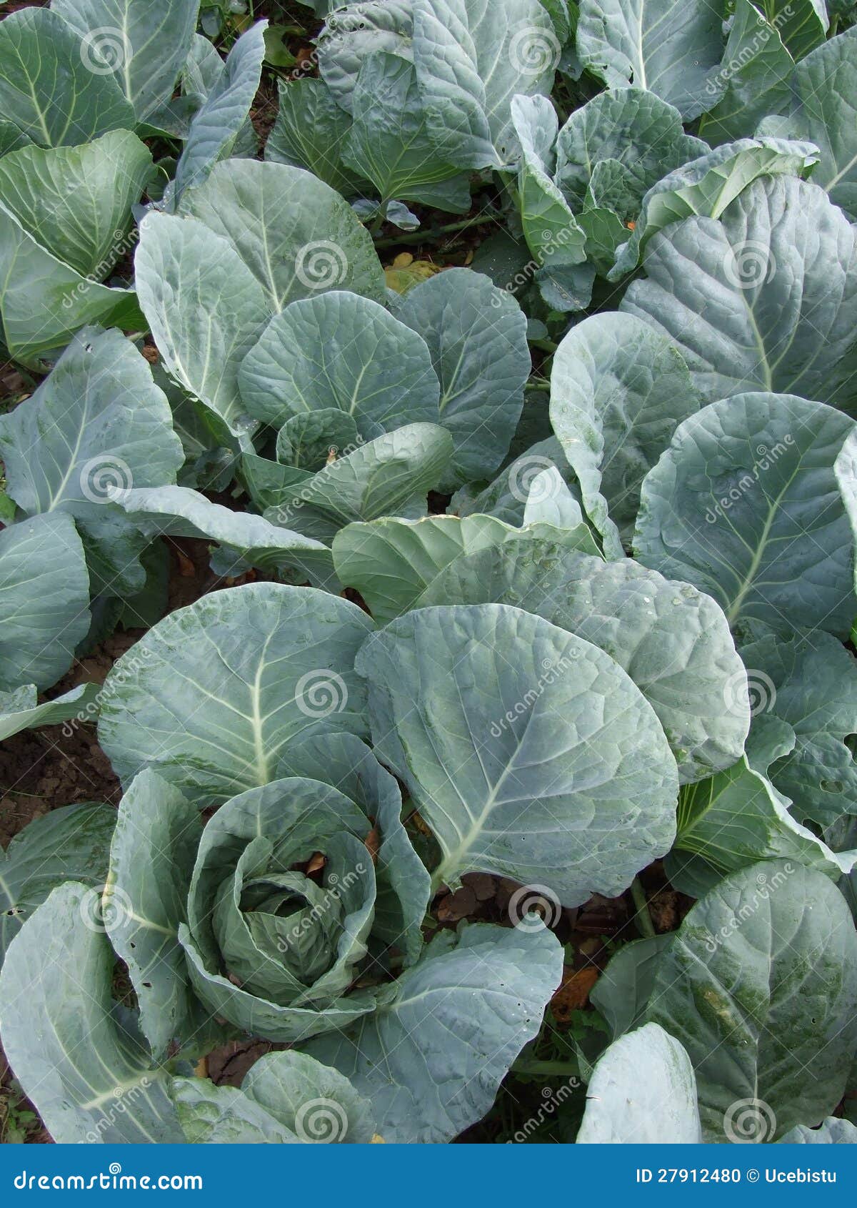 Cabbage stock photo. Image of rural, vegetarian, food - 27912480