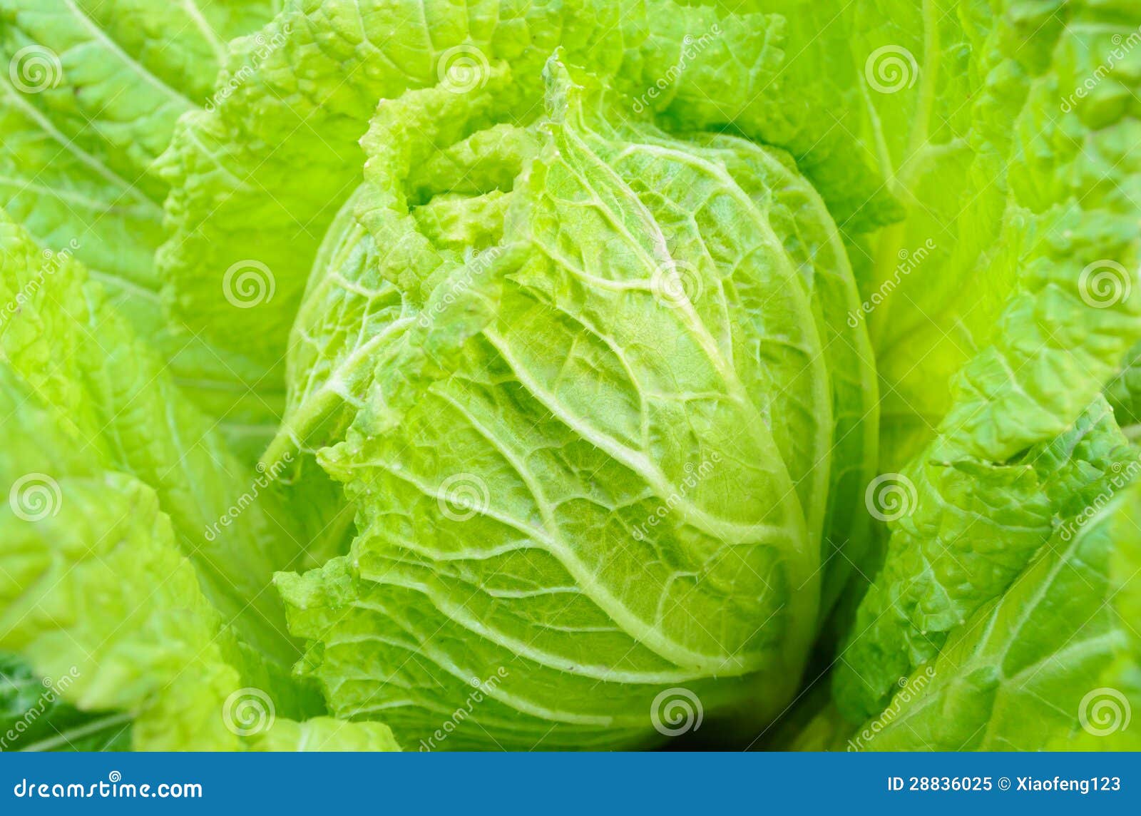 Cabbage stock image. Image of ingredient, plant, organic - 28836025
