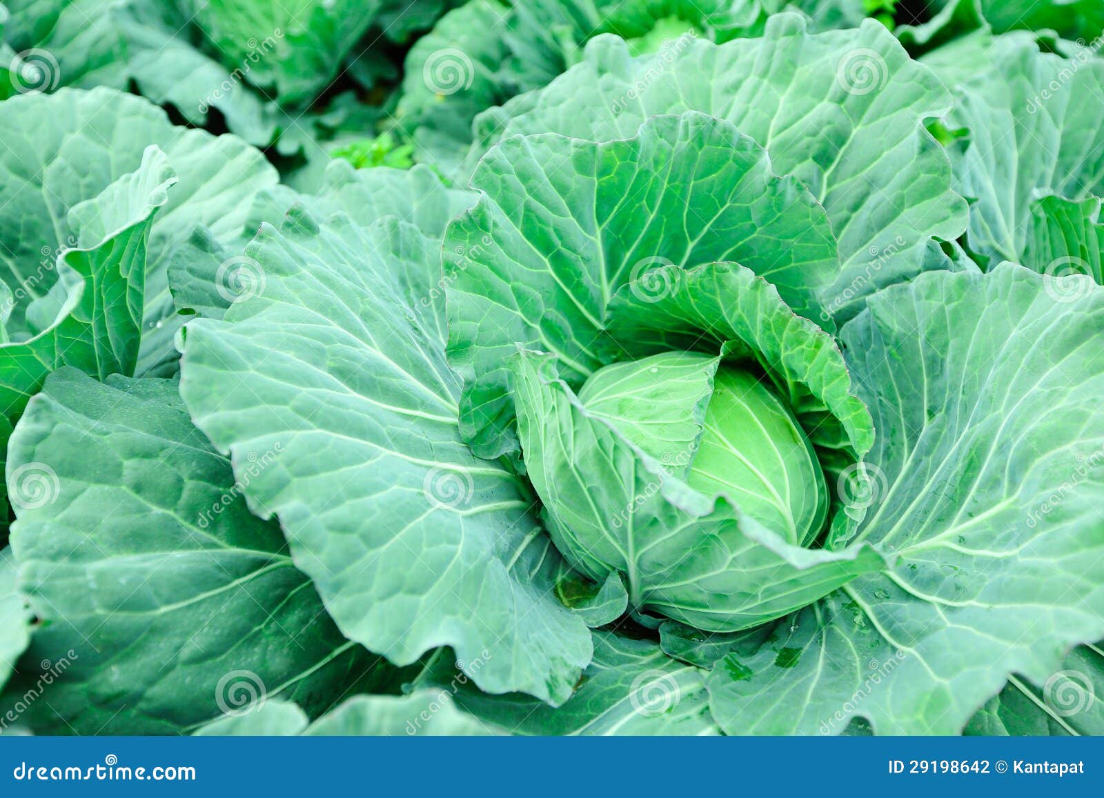 Cabbage stock photo. Image of single, garden, horizontal - 29198642