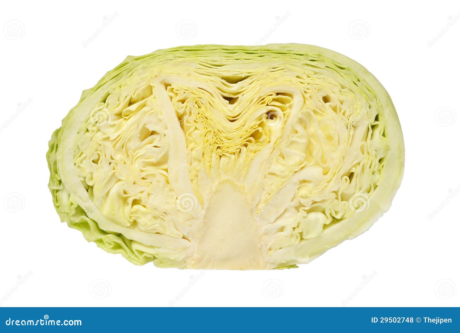 Cabbage stock photo. Image of ingredient, vegetable, inside - 29502748