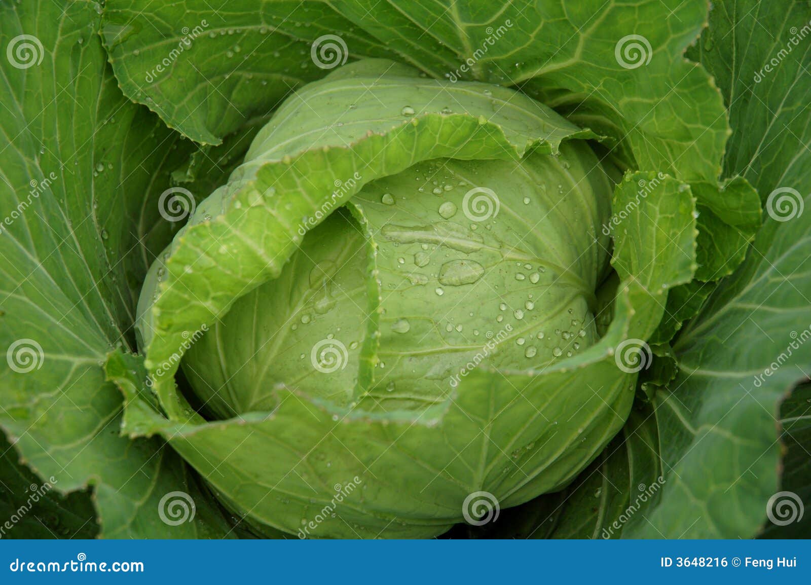 Cabbage stock photo. Image of cabbage, freshness, chinese - 3648216