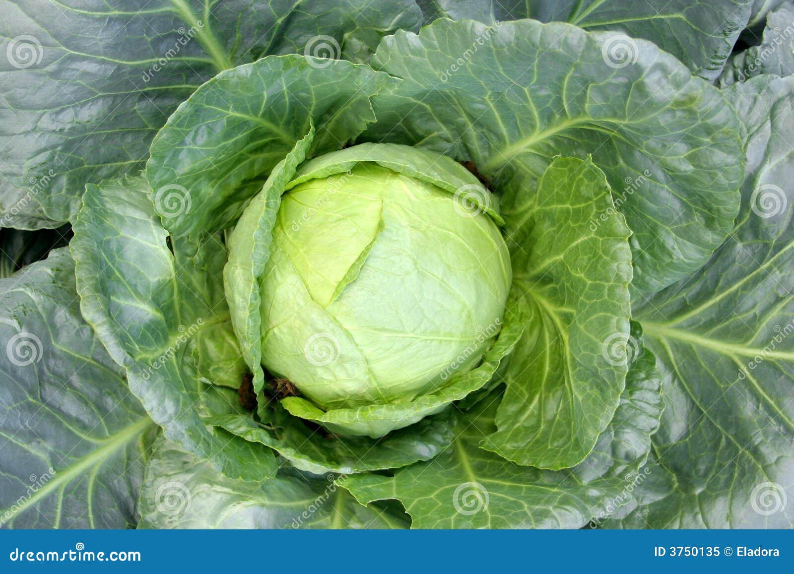 Cabbage stock image. Image of farm, food, nature, groceries - 3750135