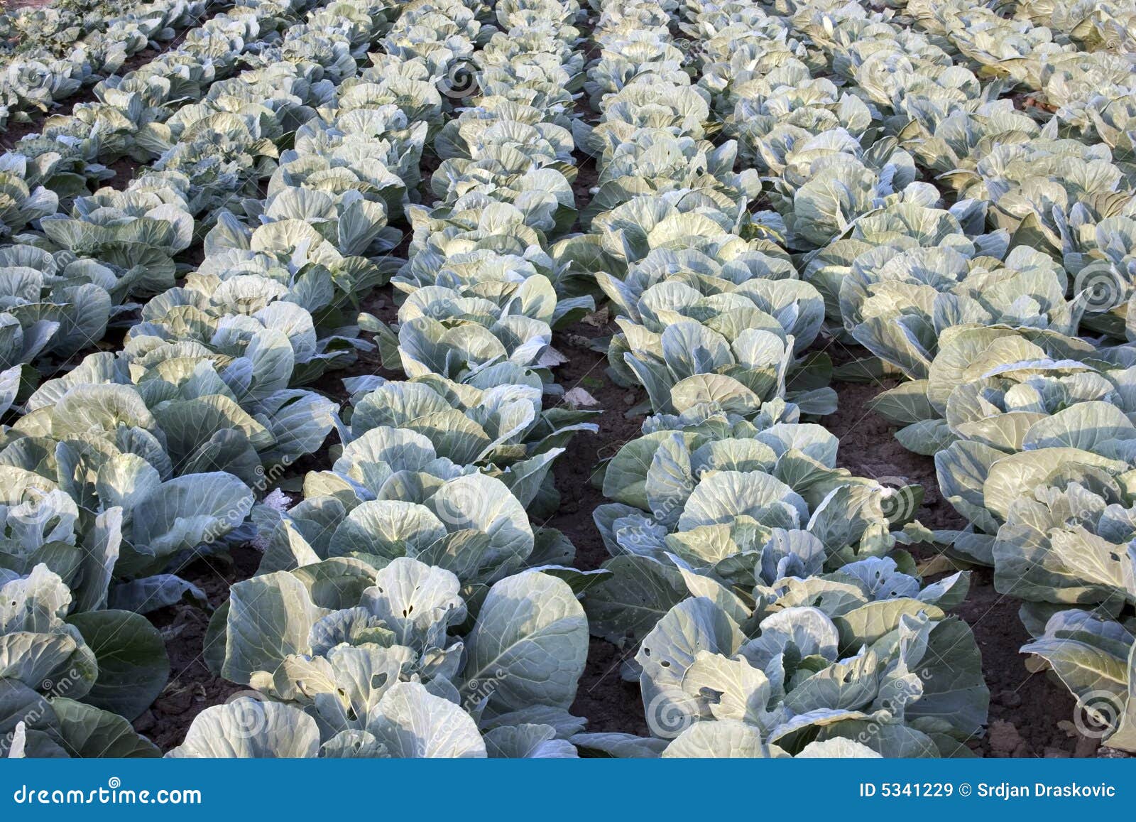 Cabbage stock image. Image of natural, cabbage, ecology - 5341229