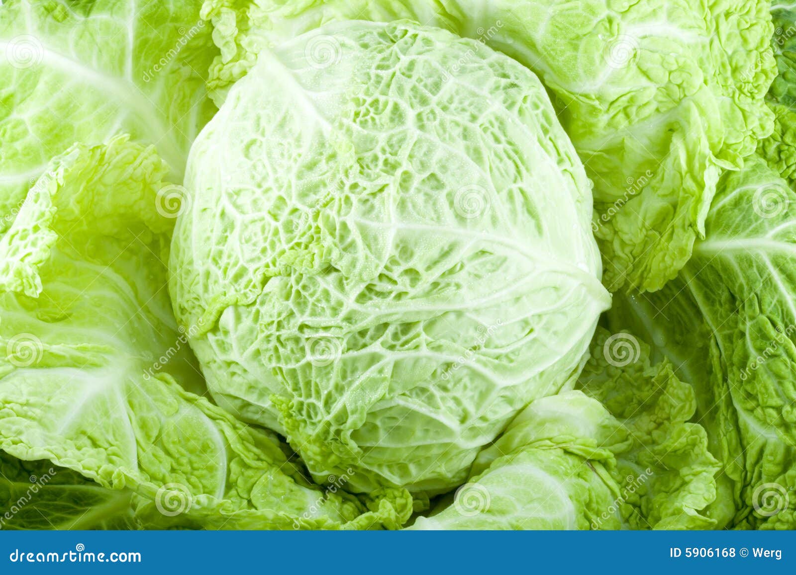 Cabbage stock photo. Image of lunch, green, vitamin, diet - 5906168