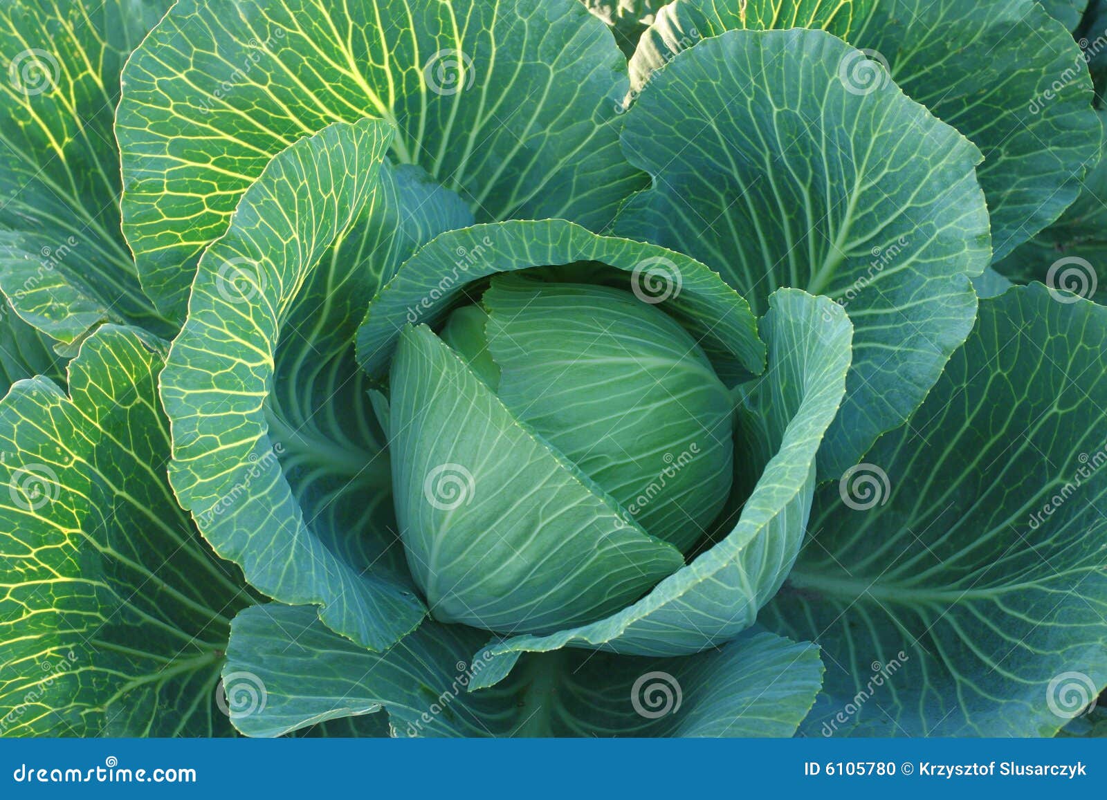 Cabbage. stock photo. Image of crude, healthy, ripened - 6105780