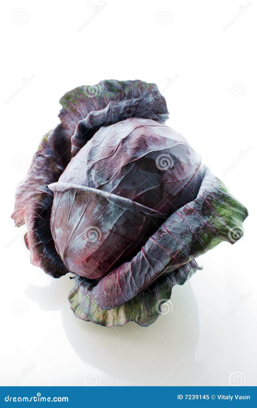 Cabbage stock image. Image of background, autumn, macro - 7239145