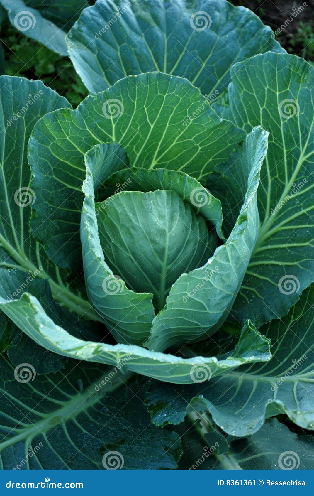 Cabbage stock image. Image of cultivated, botany, food - 8361361
