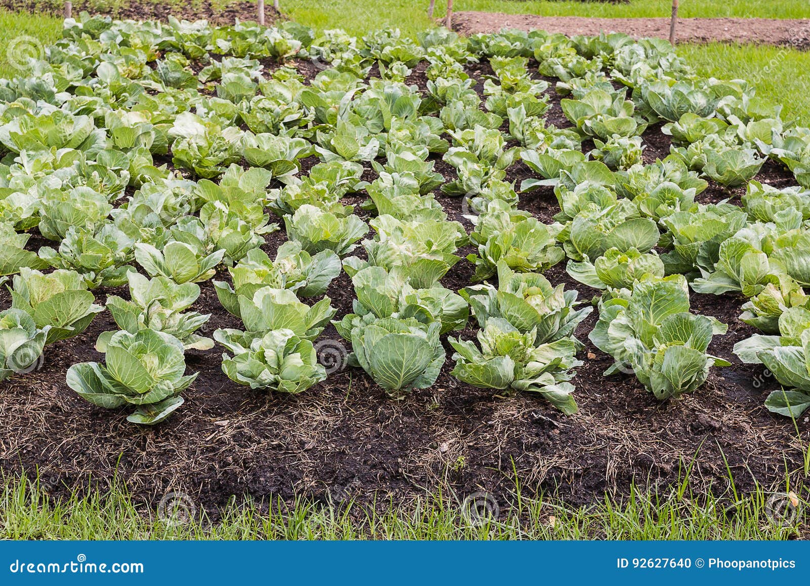Cabbage in Agricultural stock photo. Image of wood, fruit - 92627640
