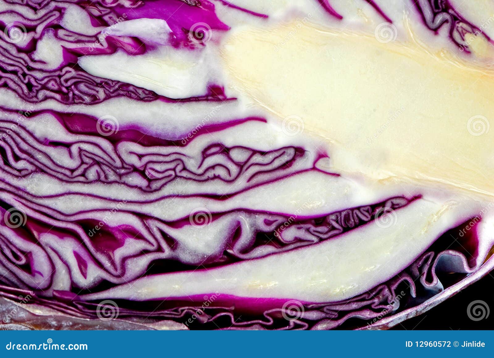 Cabbage anatomy stock photo. Image of cross, intricate - 12960572