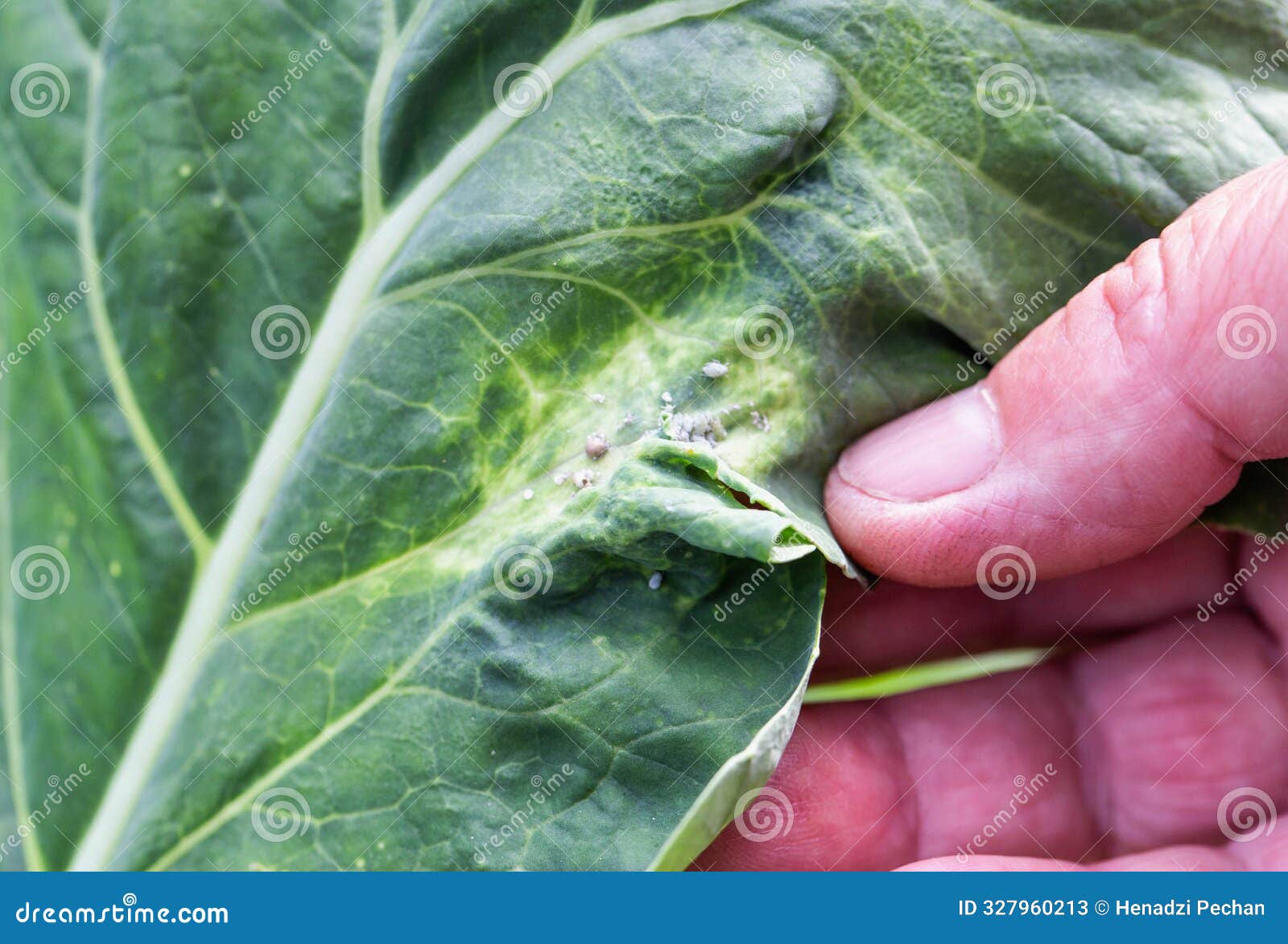 Cabbage Aphids on Cabbage Leaves, Close-up. Pests and Parasites on ...
