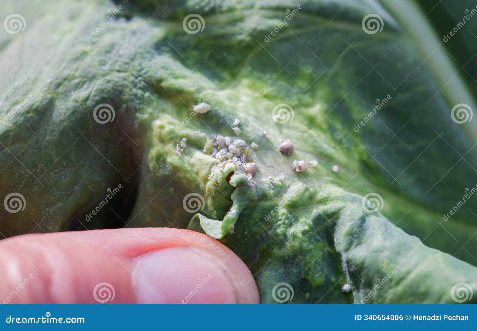 Cabbage Aphids on Cabbage Leaves, Close-up. Pests and Parasites on ...