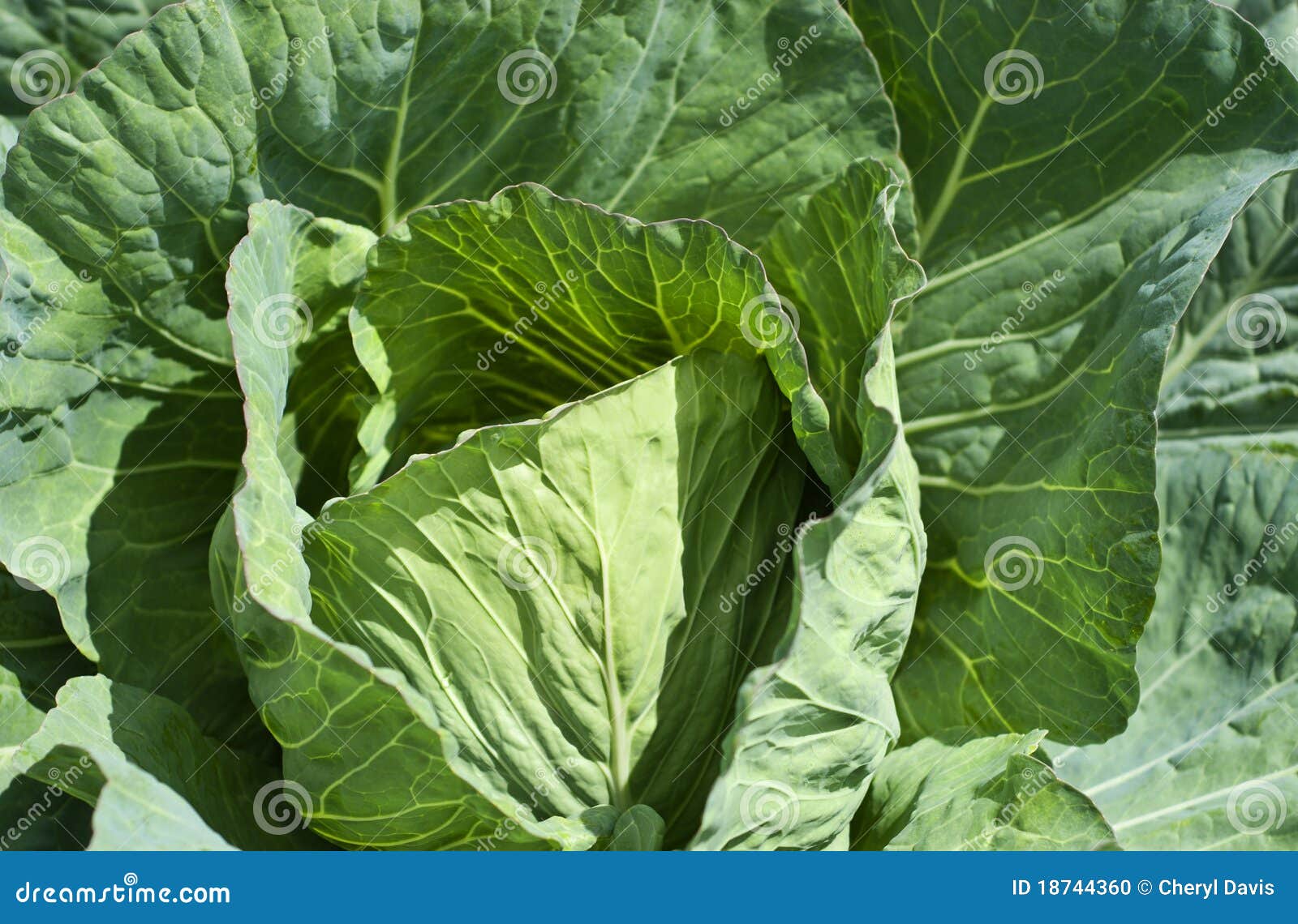 10,094 Full Cabbage Stock Photos - Free & Royalty-Free Stock Photos ...