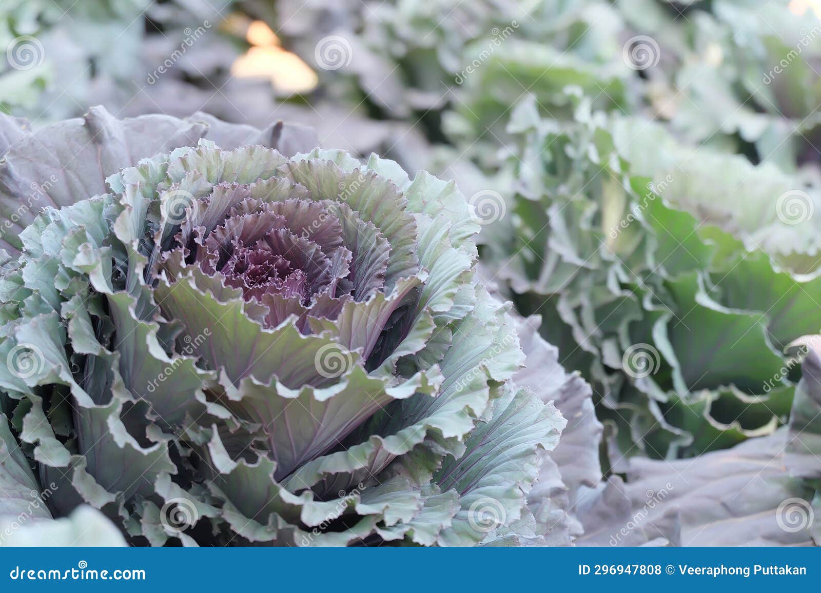Cabbage Background, Field of Cabbage Purple and Green Stock Photo ...