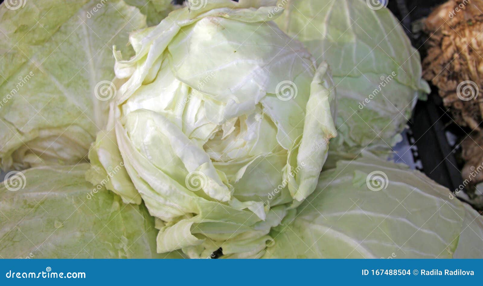 Cabbage Background. Fresh Cabbage on Natural Light Stock Photo - Image ...
