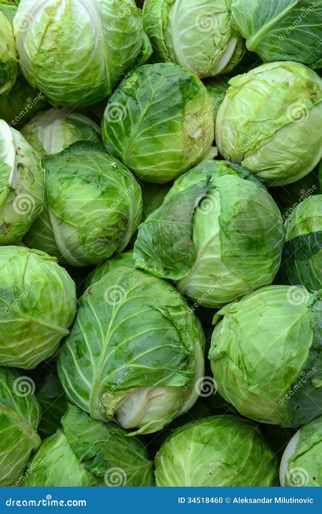 Cabbage stock photo. Image of market, green, food, closeup - 34518460
