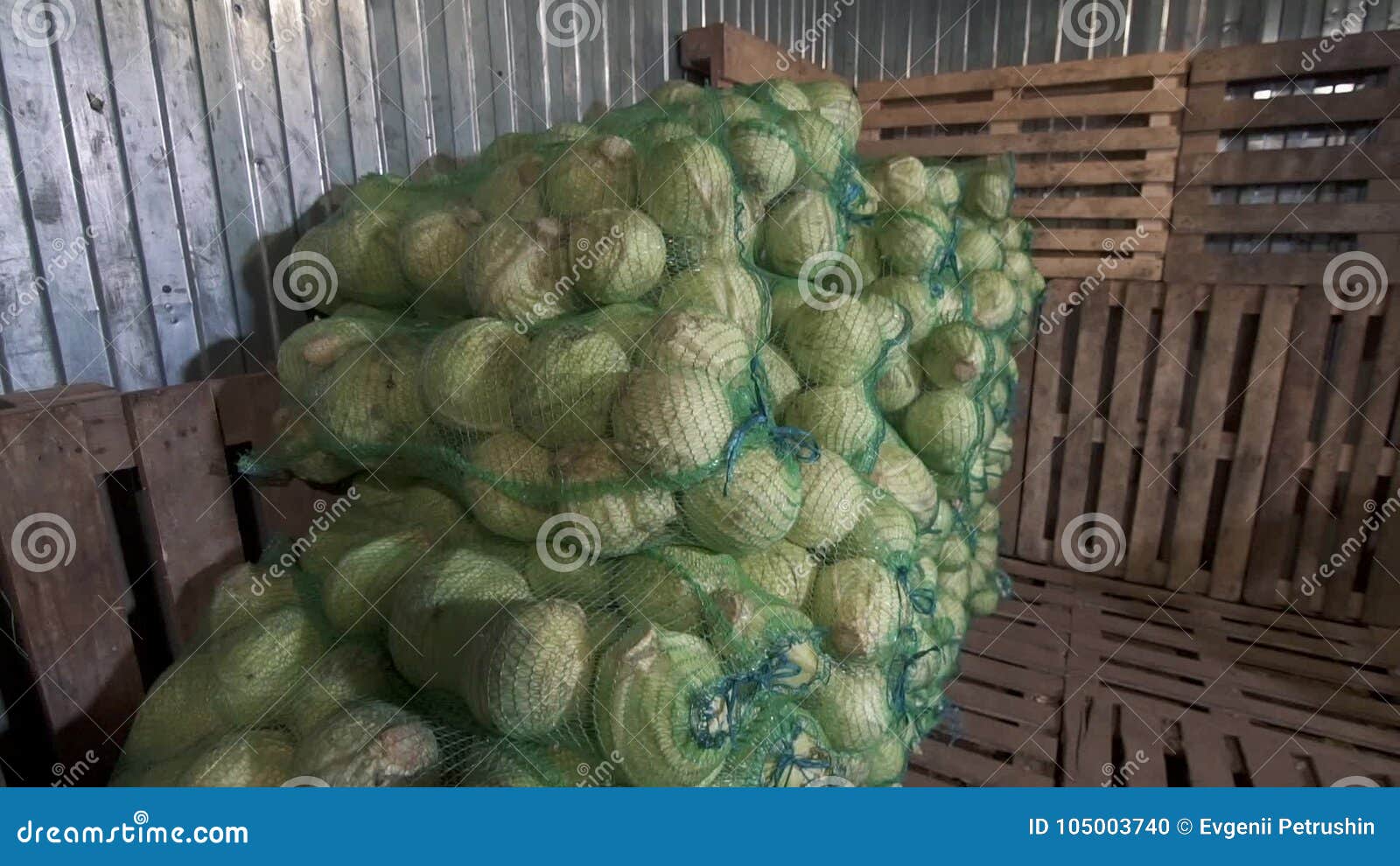 Cabbage Bags Stock Footage & Videos - 55 Stock Videos
