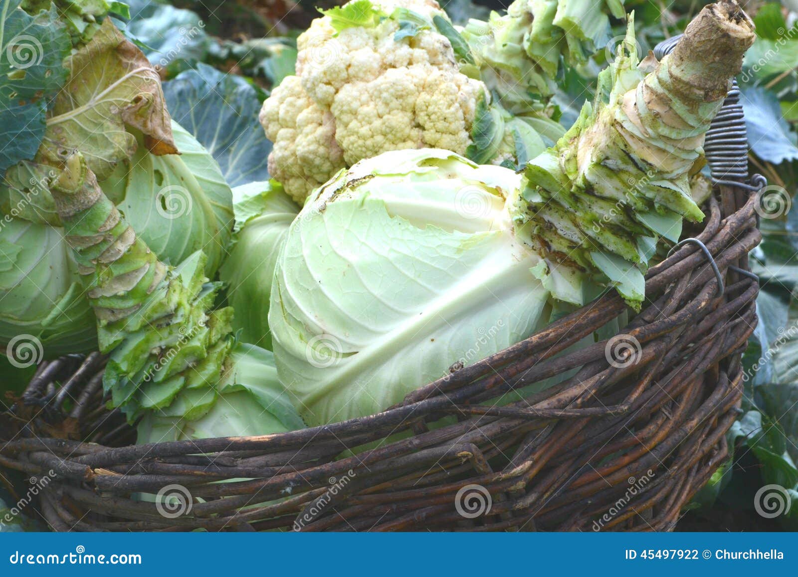 Cabbage in a basket stock photo. Image of foods, collect - 45497922