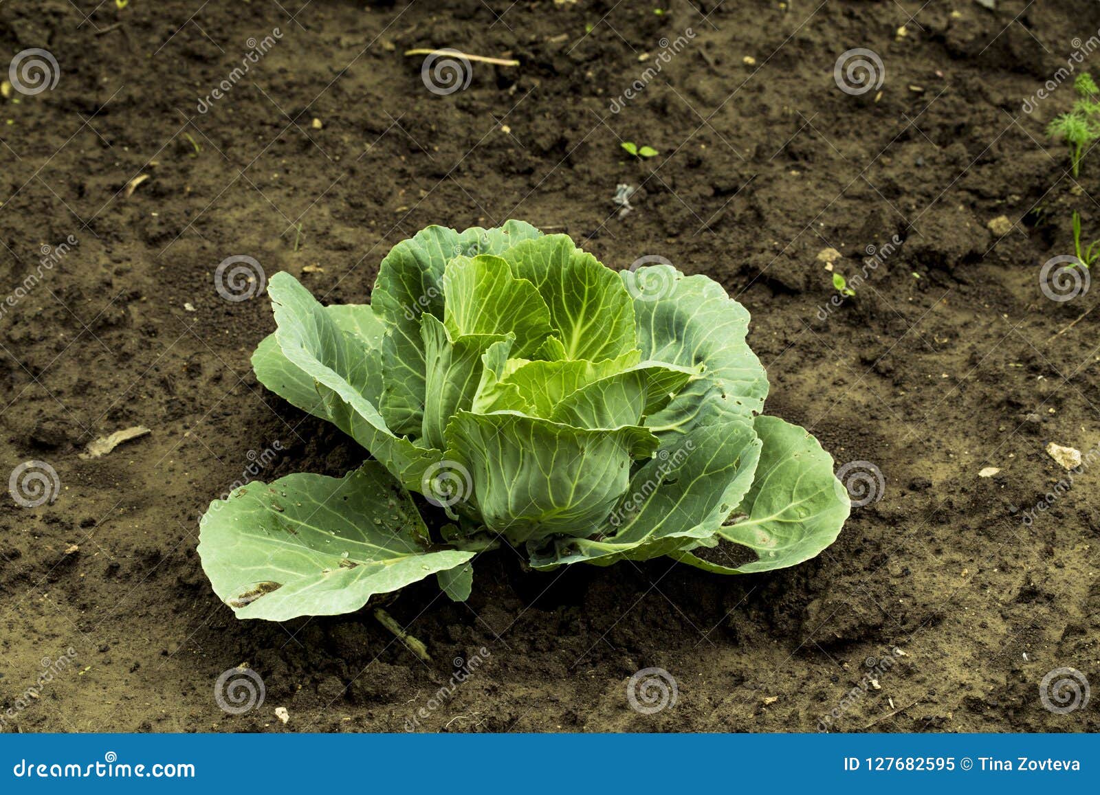 Cabbage on bed stock image. Image of gardening, cabbage - 127682595